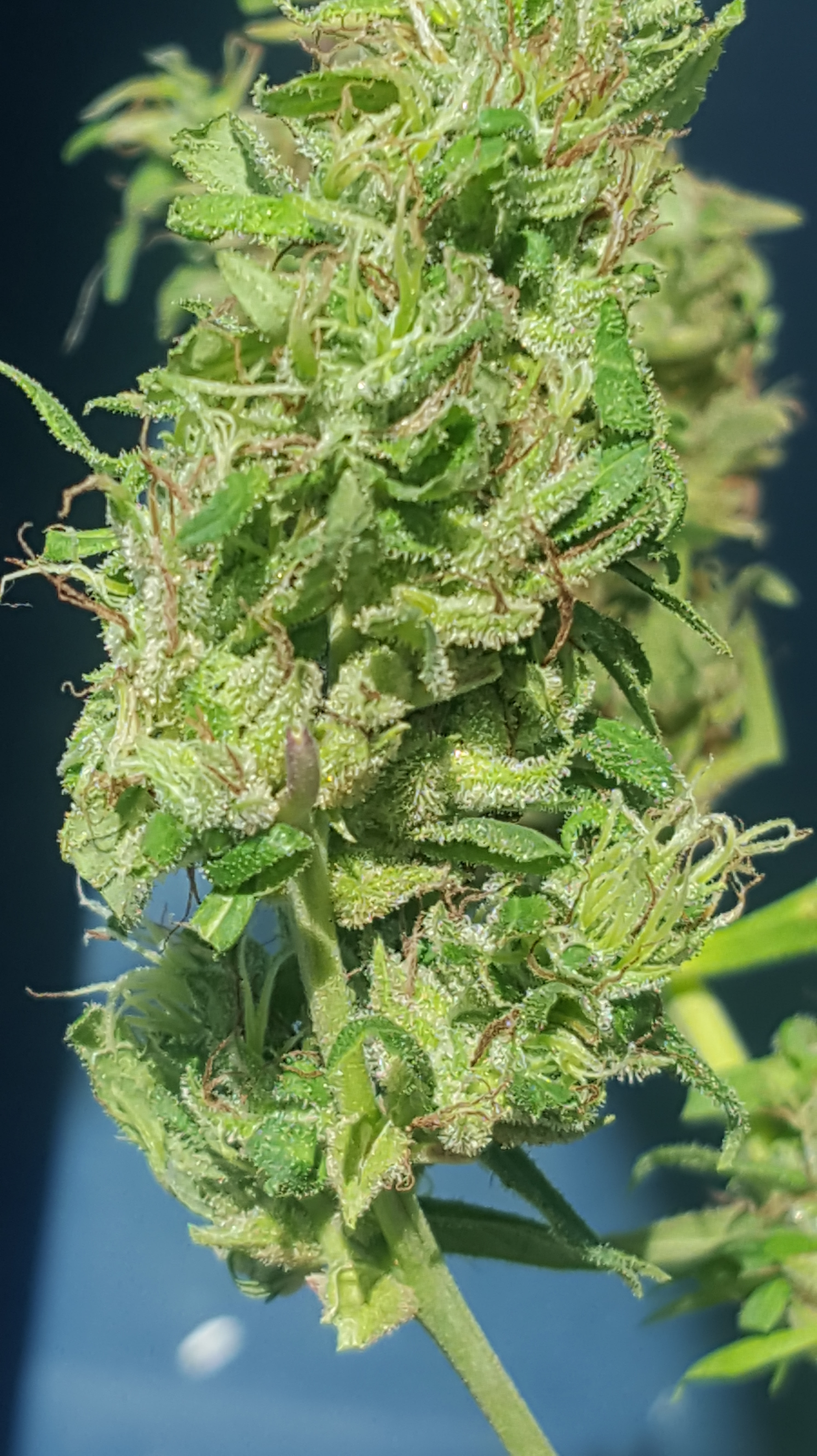 16 *** Jamaican Marijuana: Spiritual/Medicinal. | Nanny Maroon Hills ...