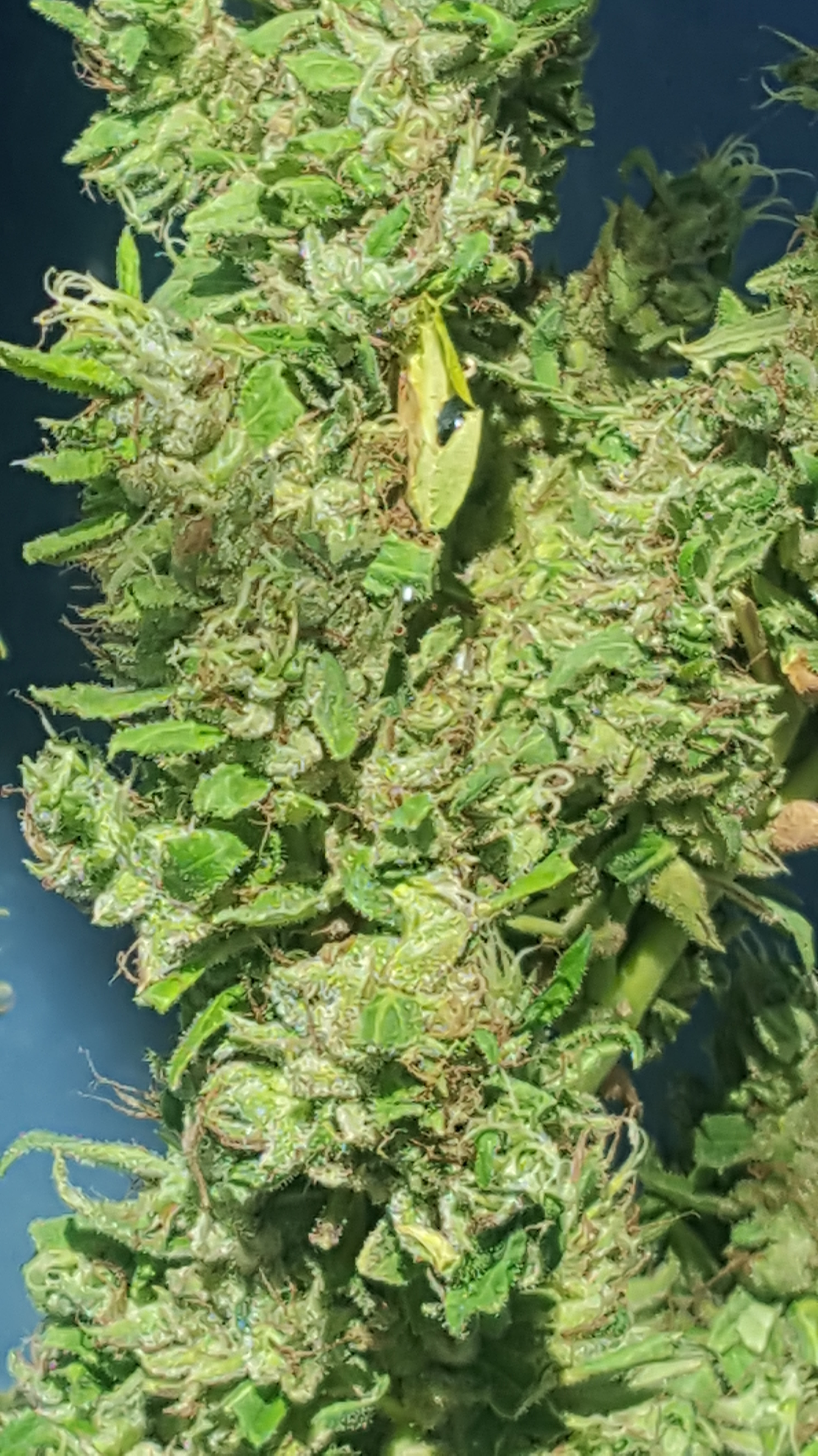 16 *** Jamaican Marijuana: Spiritual/Medicinal. | Nanny Maroon Hills ...