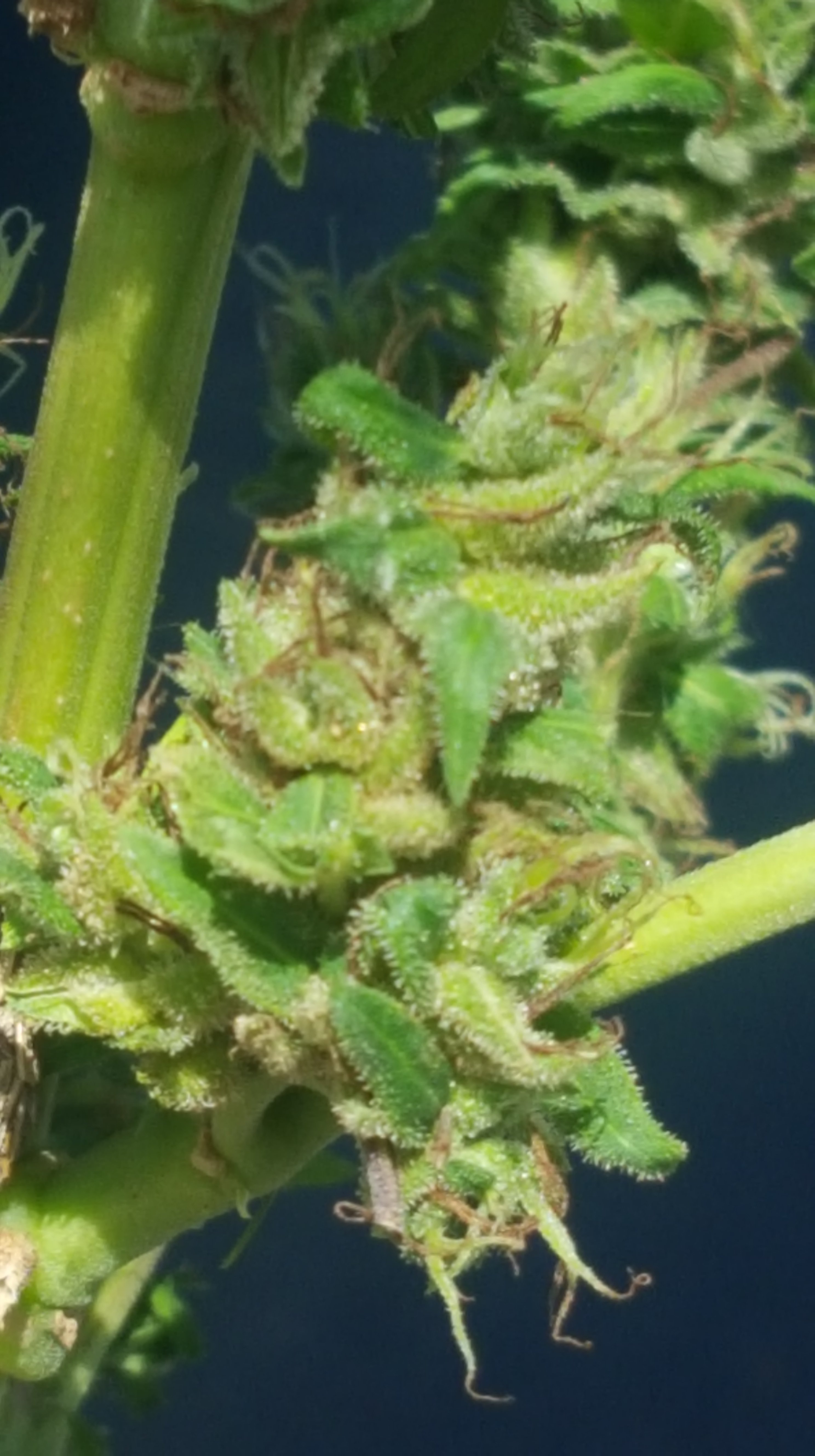 16 *** Jamaican Marijuana: Spiritual/Medicinal. | Nanny Maroon Hills ...