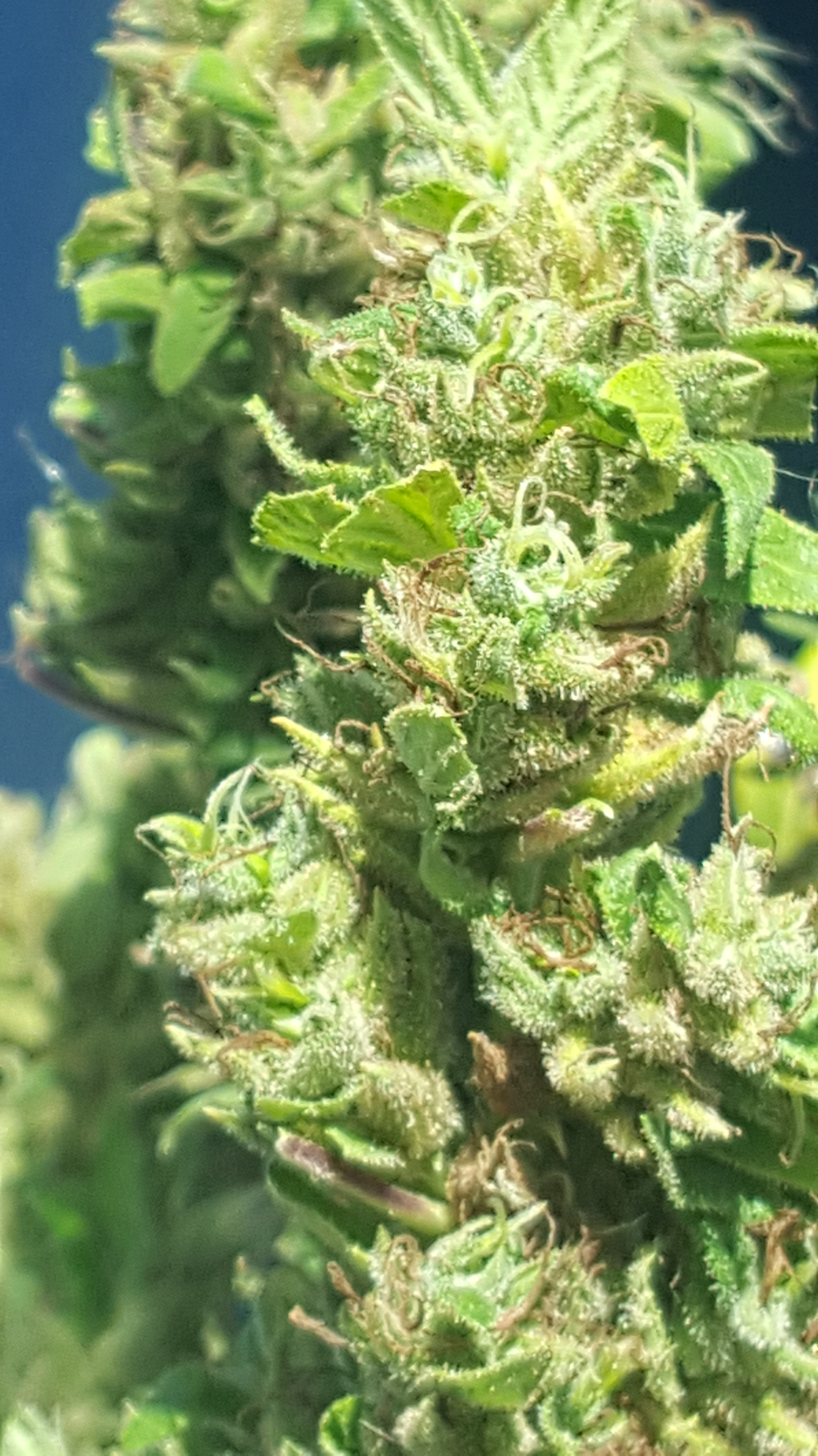 16 *** Jamaican Marijuana: Spiritual/Medicinal. | Nanny Maroon Hills ...